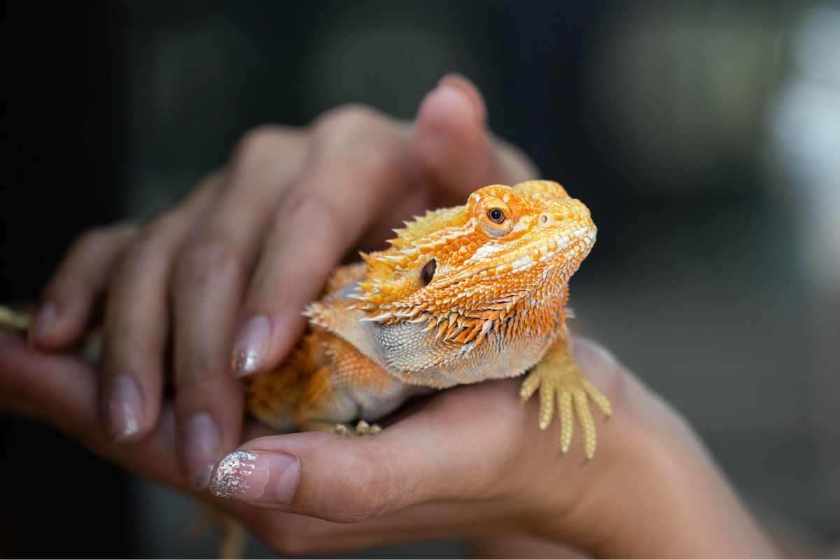 Exotic Pet Husbandry Success - Stow Kent Animal Hospital Inc.